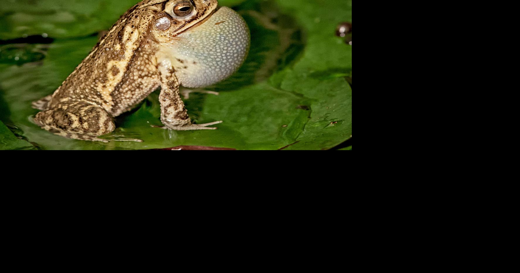Coastal-Plains Toad makes himself at home | Features | southtexasnews.com