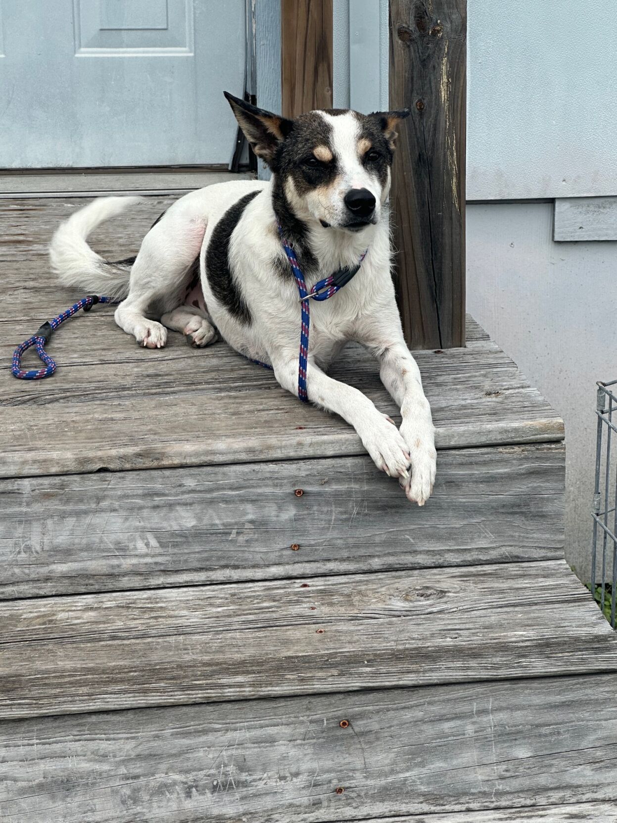 Paws for a Home | Rockport Pilot | southtexasnews.com