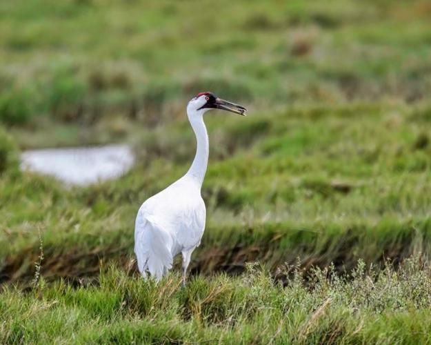 Aransas National Wildlife Refuge seeks comments on draft land ...