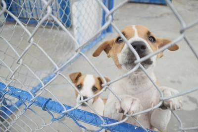 Mathis animal control making big changes to save lives | Features ...