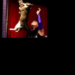 The Amazing Acro-Cats are Back in Austin this Weekend ...