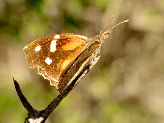 Snout-nosed butterflies swarming through area | News | southtexasnews.com