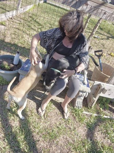 IOB residents as neighborhoods become dumping ground for dogs | San ...