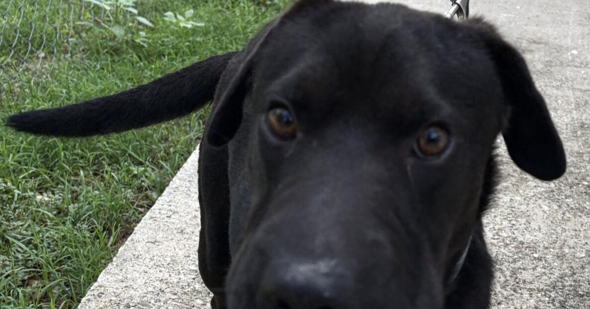 Meet Oreo, the Pet of the Week | The Progress | southtexasnews.com