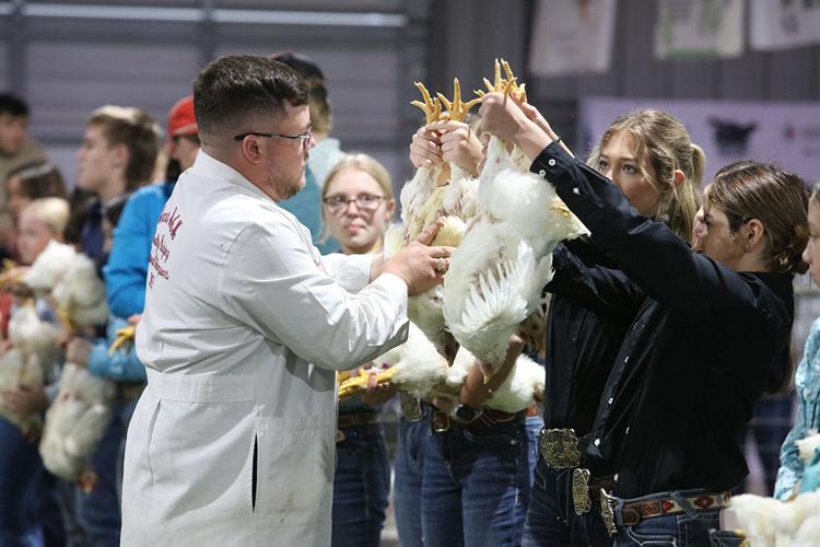 Poultry Show photo collection | | southtexasnews.com