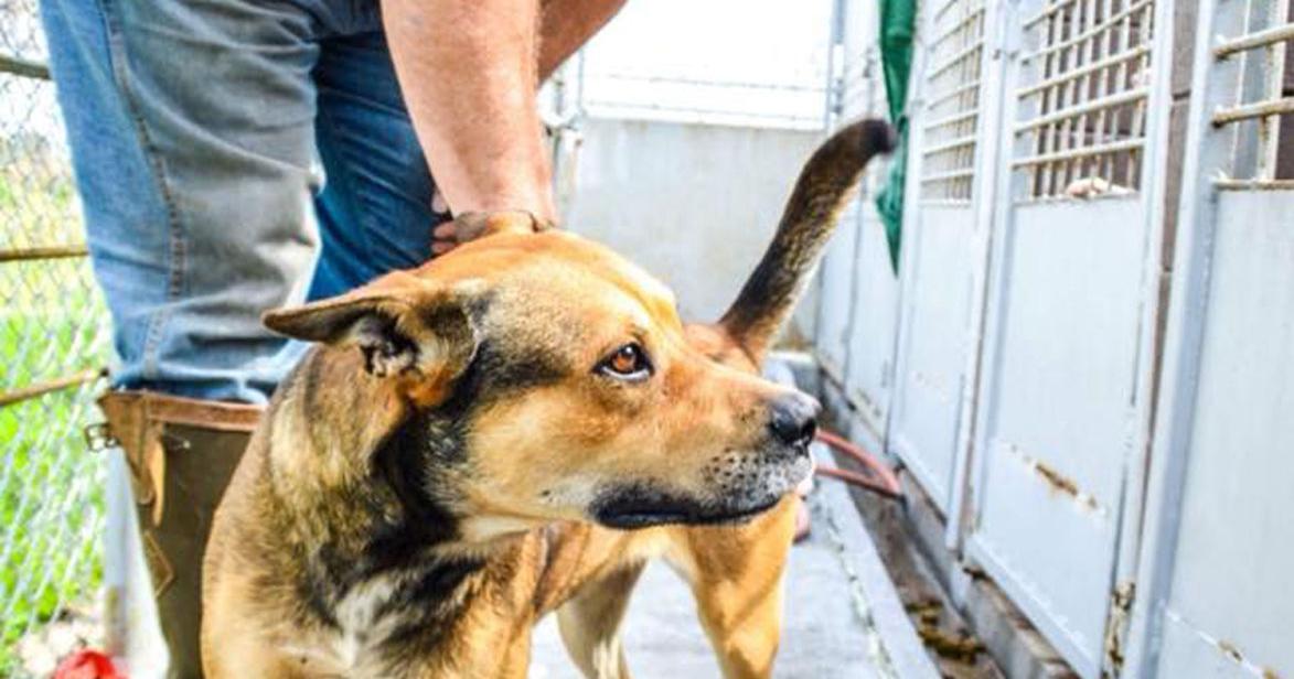 Mathis to host Humane Society dog clinic Saturday | Entertainment ...