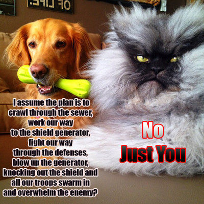 Furriday Meowmorial: Colonel Meow, furry feline web star, has died ...