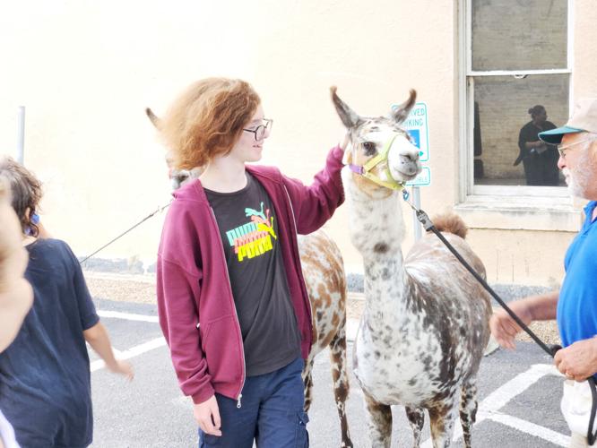 Llamas at the library | Entertainment & Society | southtexasnews.com