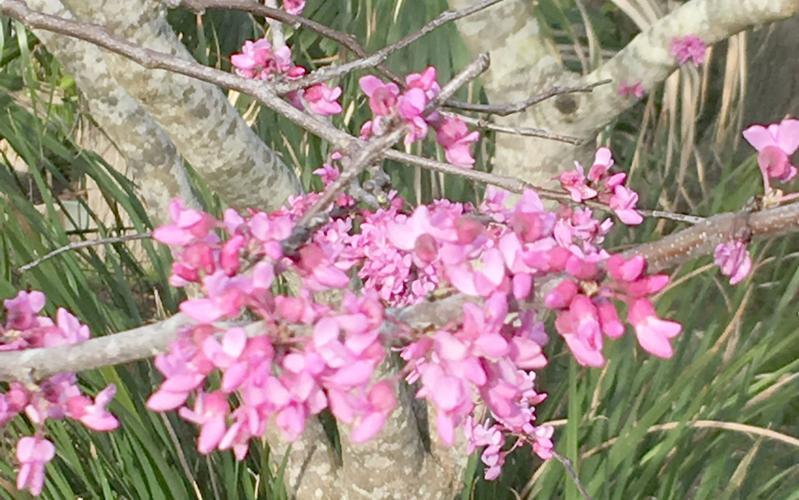 Designing herb garden – with medicinal benefit in mind | Features | southtexasnews.com