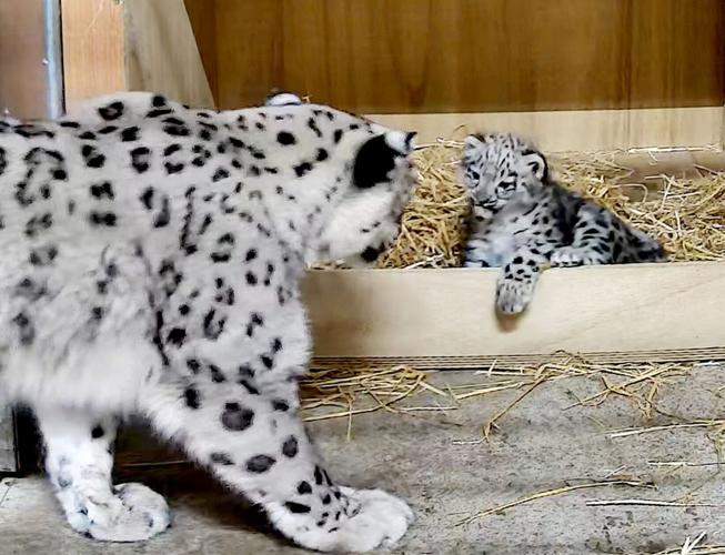 baby snow leopard toronto zoo