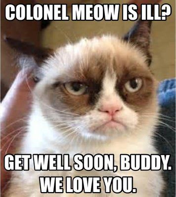 Internet Cat Star Colonel Meow is Seriously Ill | | southtexasnews.com