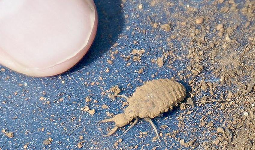 What does a doodlebug, doodlebug do all day? | Features ...