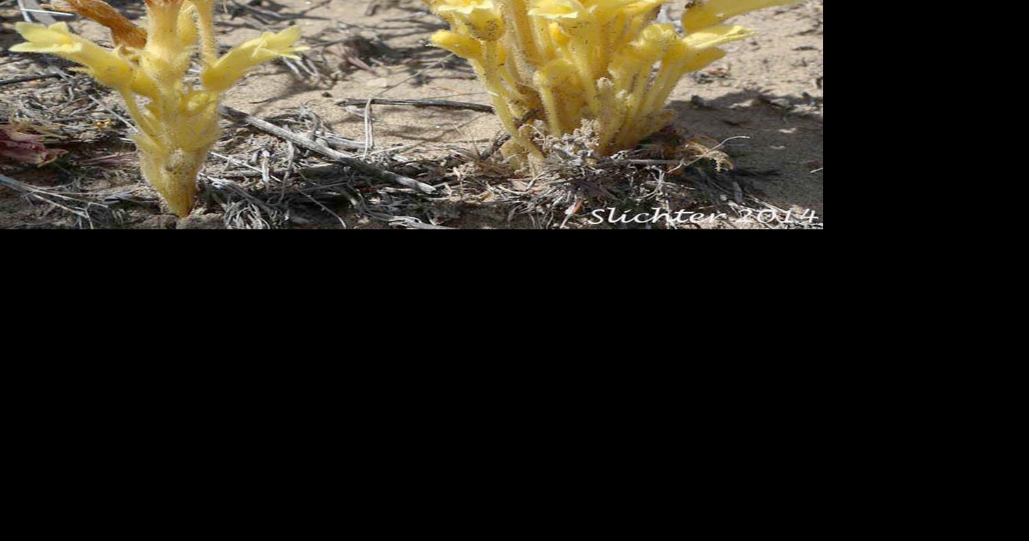 Broomrape: Noxious, parasitic weed is back in Texas | News ...