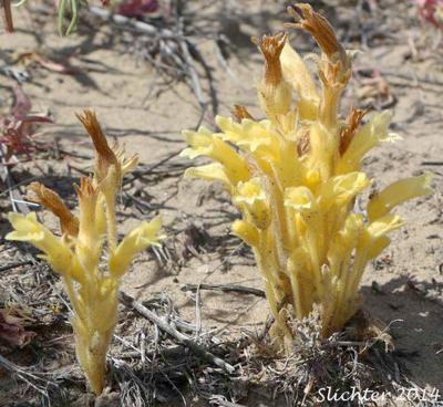 broomrape weed