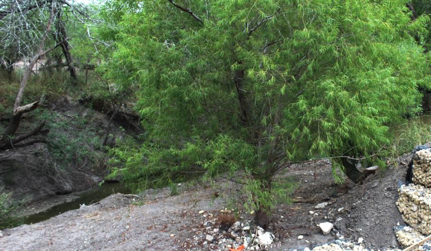 Choke Canyon Lake levels increase slightly with recent rains ...