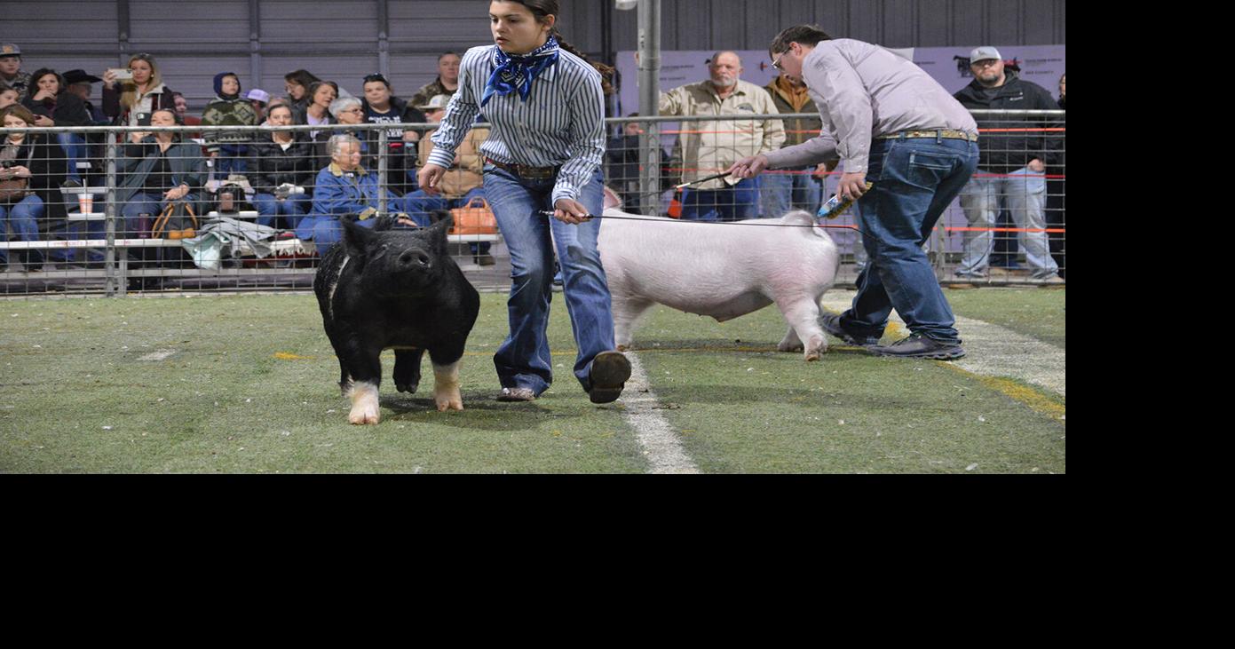Hog Show | | southtexasnews.com