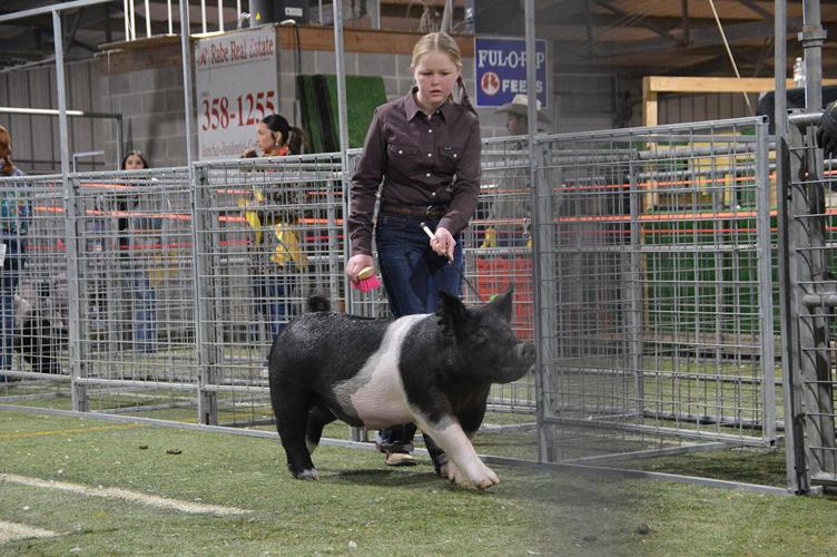 Hog Show | | southtexasnews.com