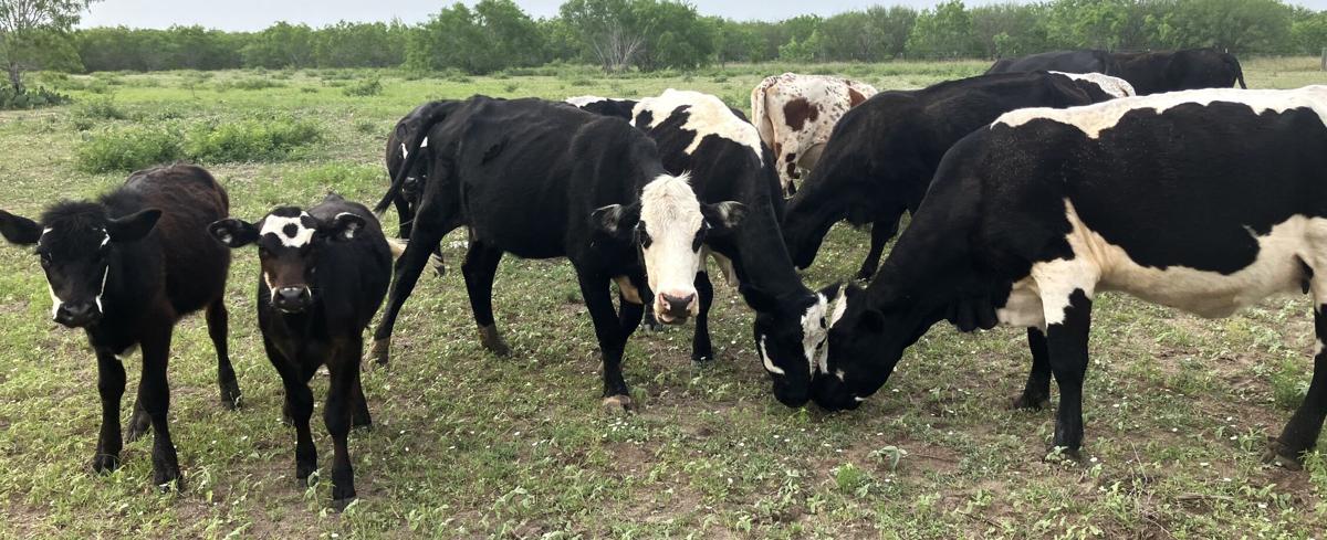 New World Screwworm sparks concern in South Texas; ranchers urged to ...