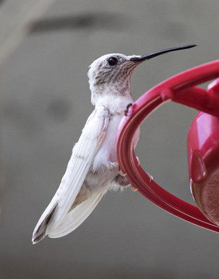 Not a ghost, white hummer haunts Tuleta yard | Features ...