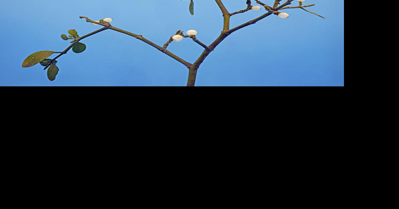 The magic of mistletoe goes way back! | Beeville Bee-Picayune ...