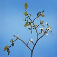 The magic of mistletoe goes way back! | Beeville Bee-Picayune ...