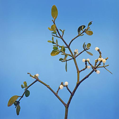 The magic of mistletoe goes way back! | Beeville Bee-Picayune ...