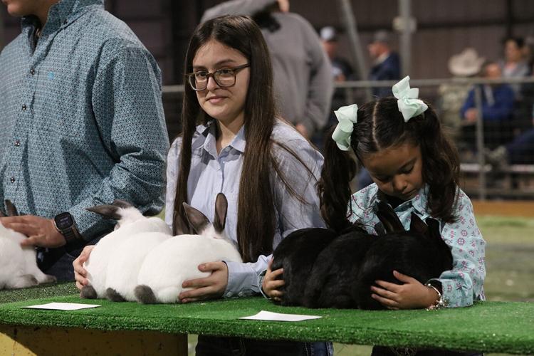 Rabbit Show photo collection | | southtexasnews.com