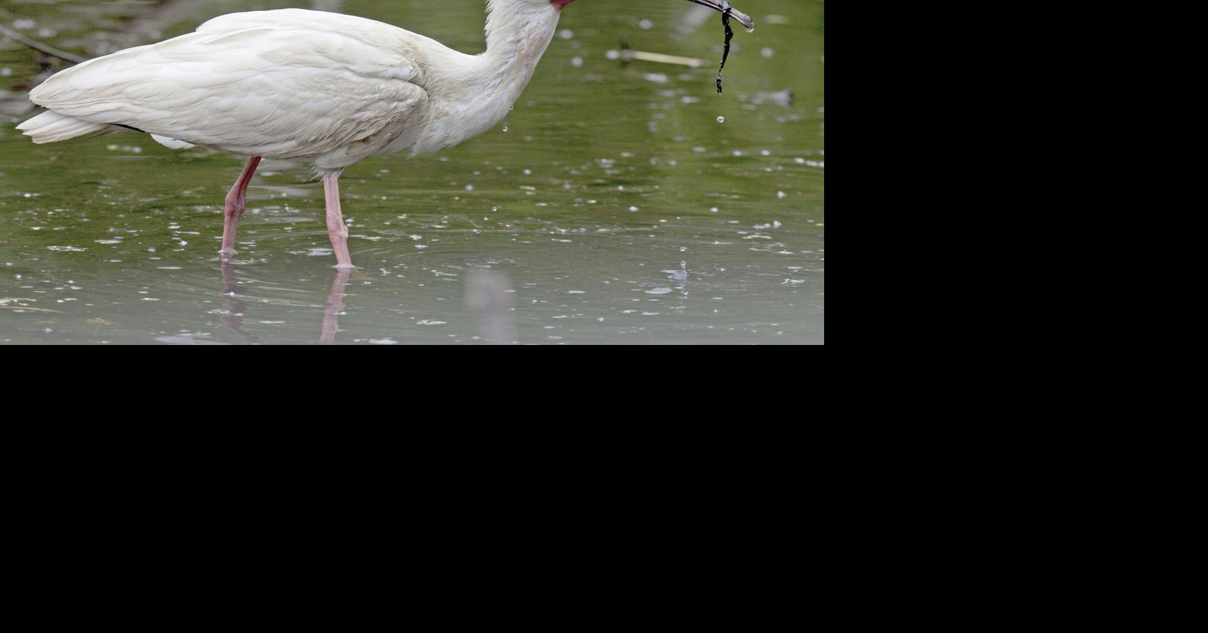 Ibises: Birds with long bills and a long history | Features ...