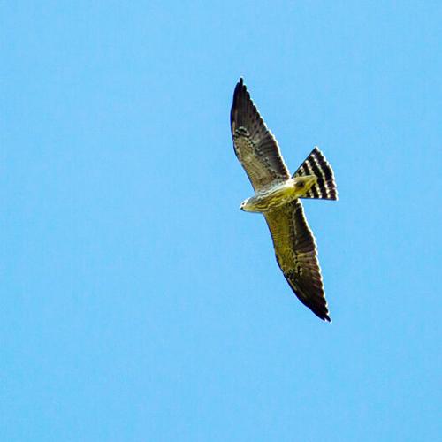 do kites fly in groups
