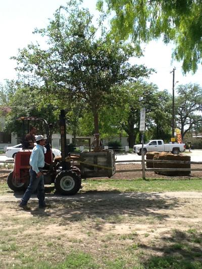 GW’s ‘Unify to Beautify’ contributes tree and helps city landscape park ...