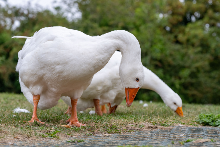 Gaggle of geese take over town, become local celebrities ...
