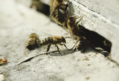Multiple injuries in killer bee attack | The Progress | southtexasnews.com