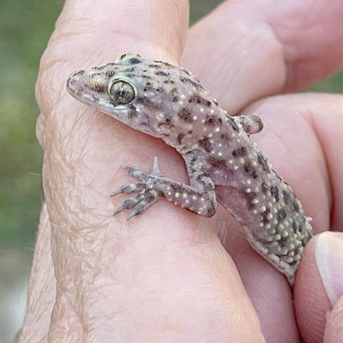 Brush Country Backyard: Moon lizards are geckos with charisma ...