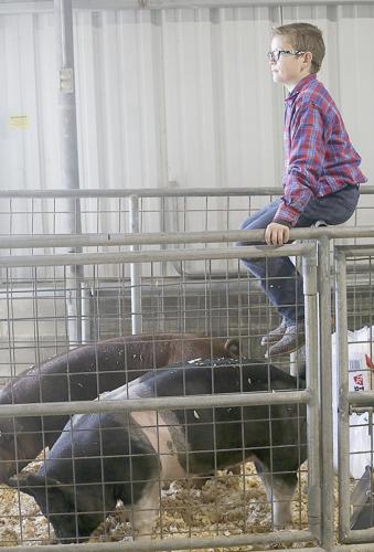 Youths, animals enter livestock show ring | Features | southtexasnews.com