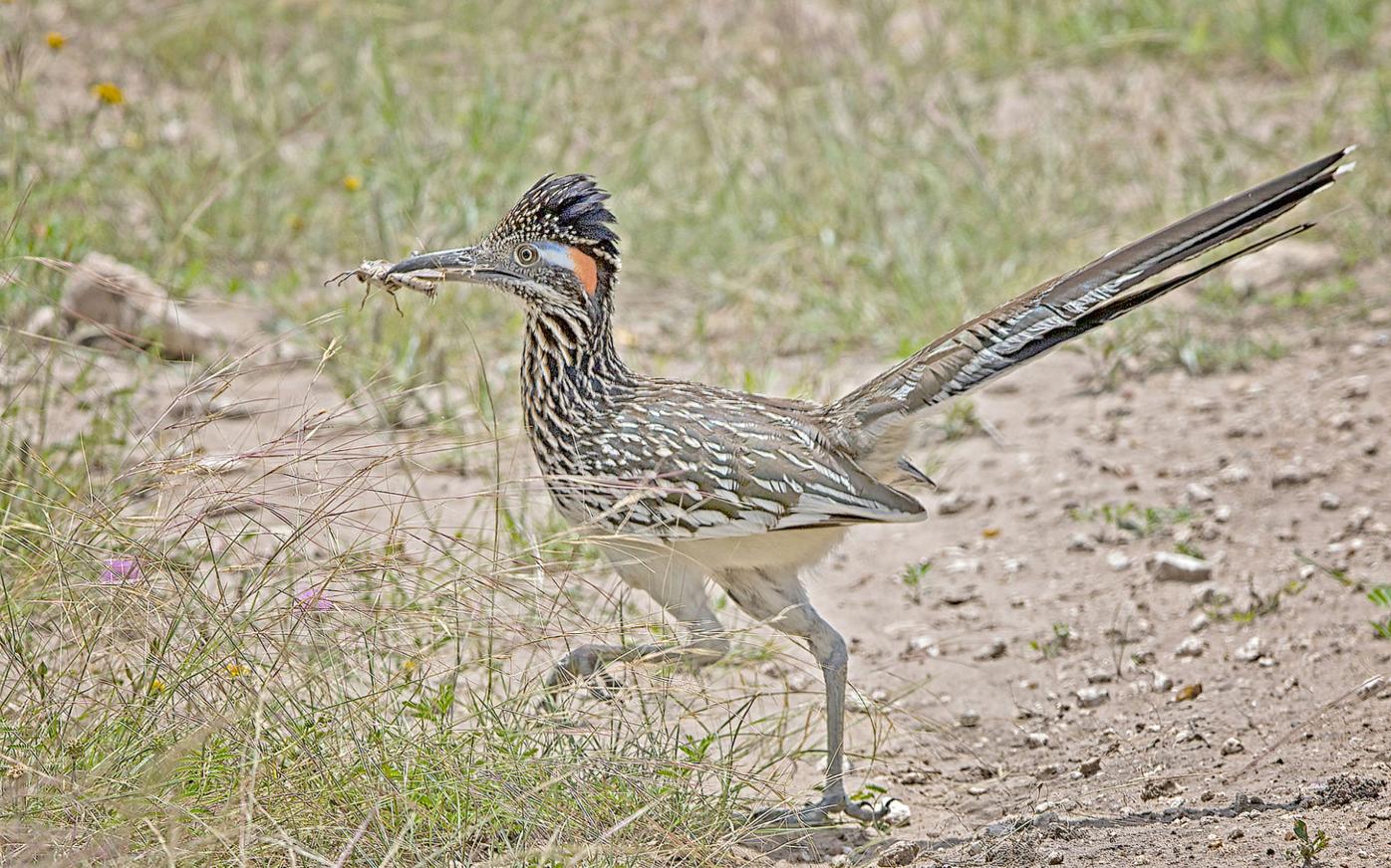 road runner cabus