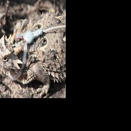 Why didn’t the horned lizard cross the road? | Archives ...