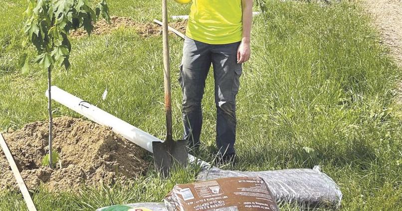Tree plantings promise extra shade, improved stream for the future ...