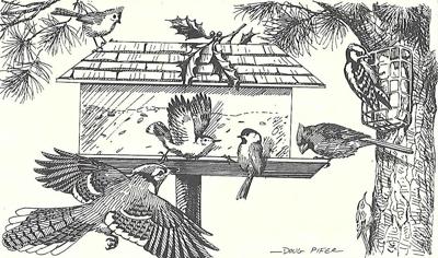 how to draw birds to your feeder
