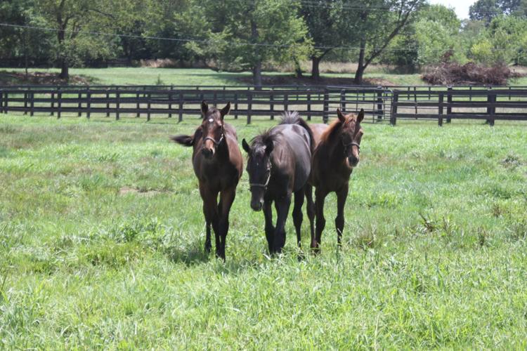 Jeff and Susan Runco win racing success through daily dedication | News ...