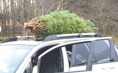 PUBLIC SAFETY: Remember to safely transport your holiday tree | News ...