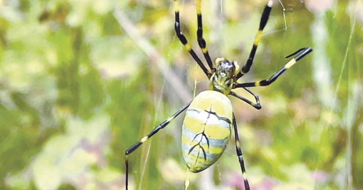 Do not fear, even though giant flying spiders may almost be here | News ...