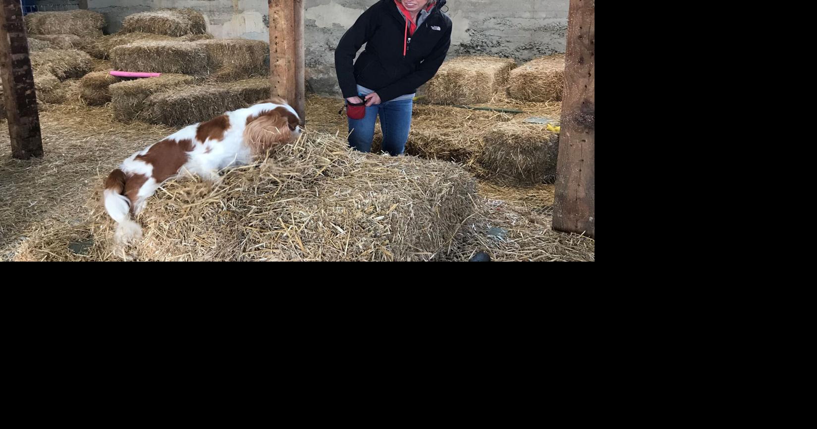 There's more to barn hunting than smelling a rat