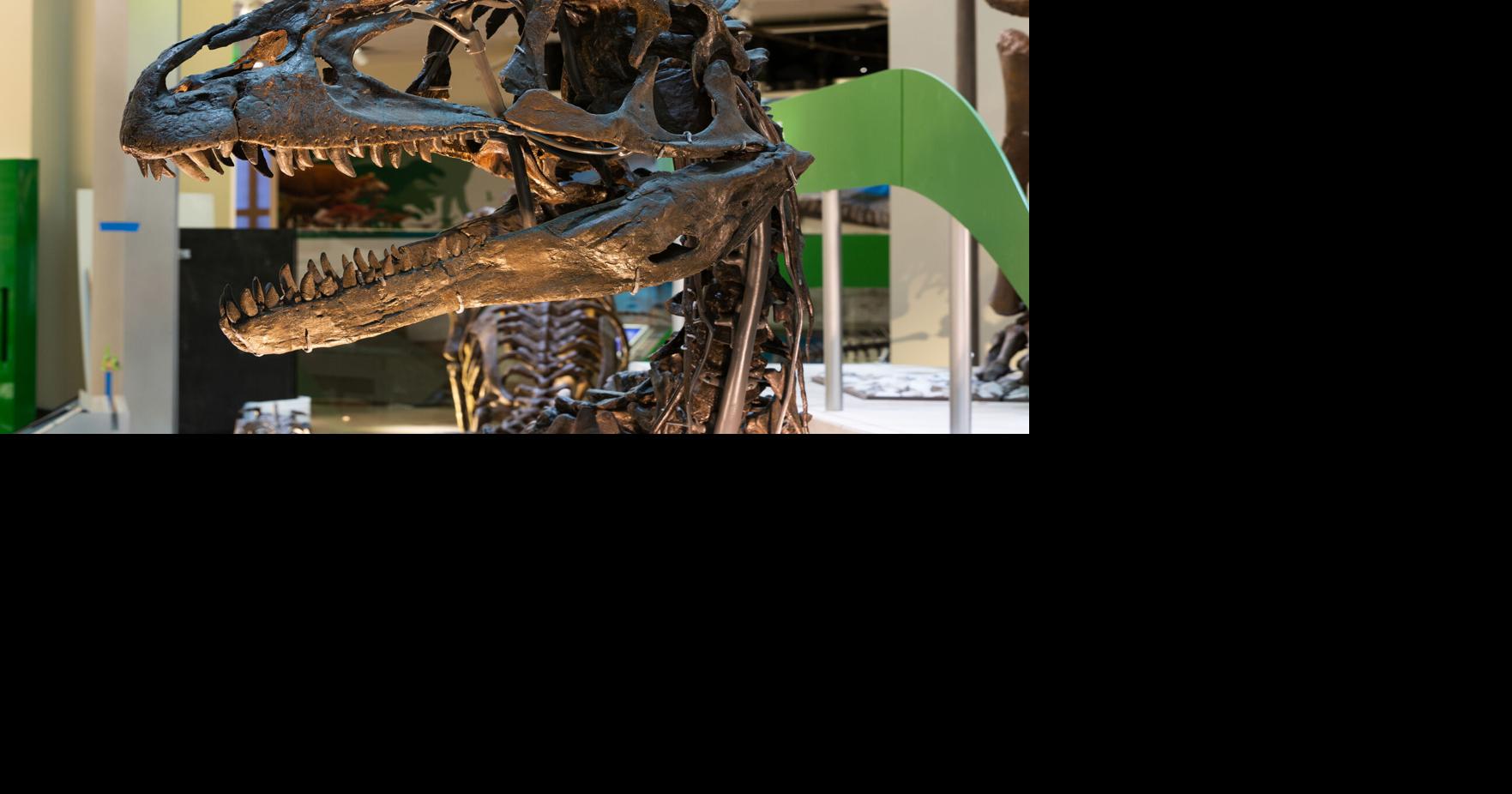 Smithsonian dinosaur skeleton new standard for prehistoric predator