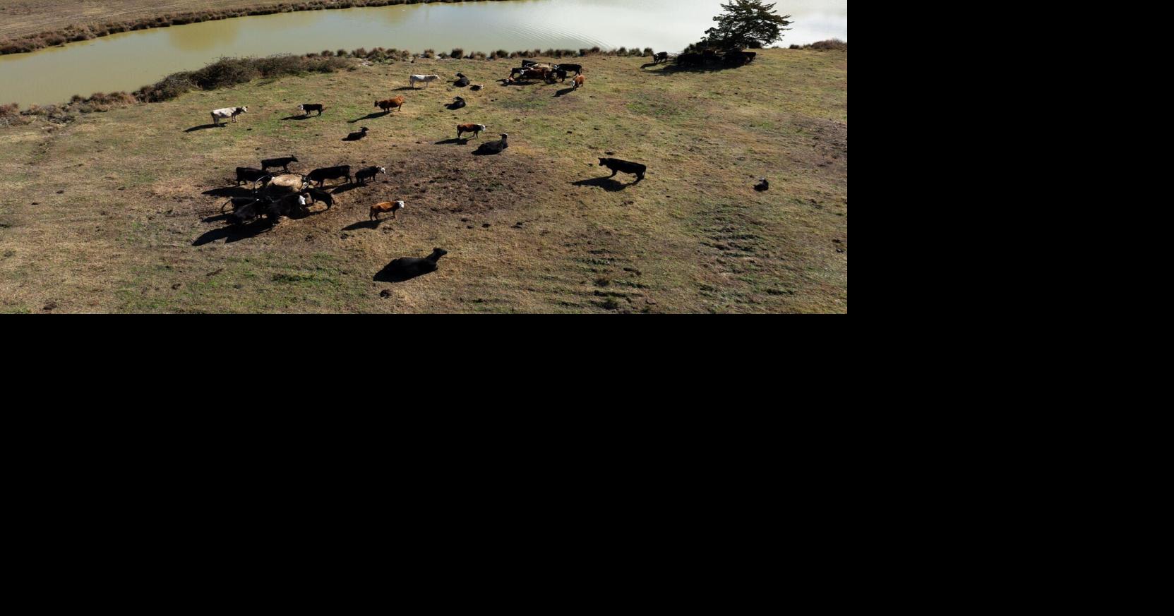 Against the odds, Virginia farmers are reinventing cattle ranching to ...