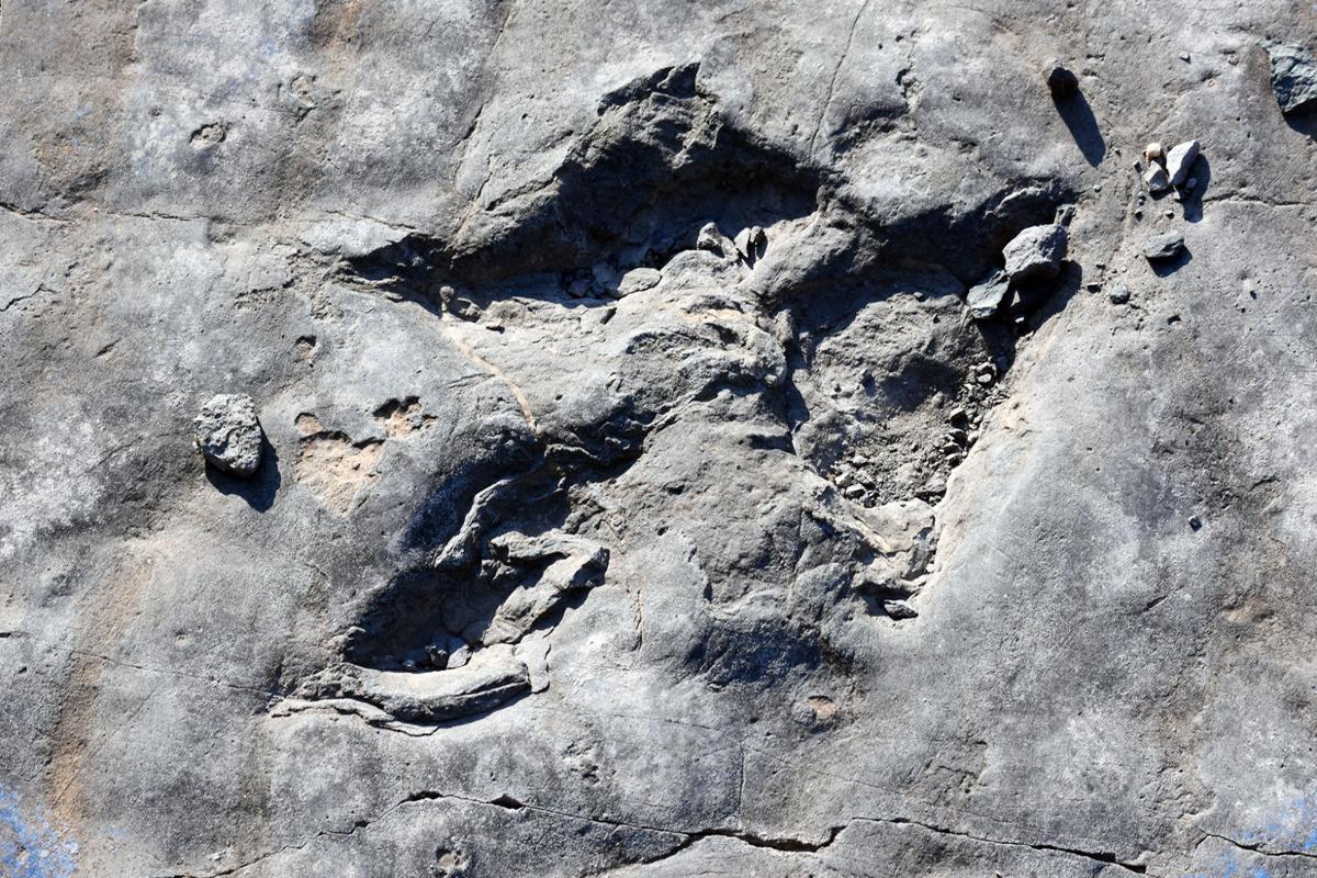 Museum announces 2025 Dino Walk