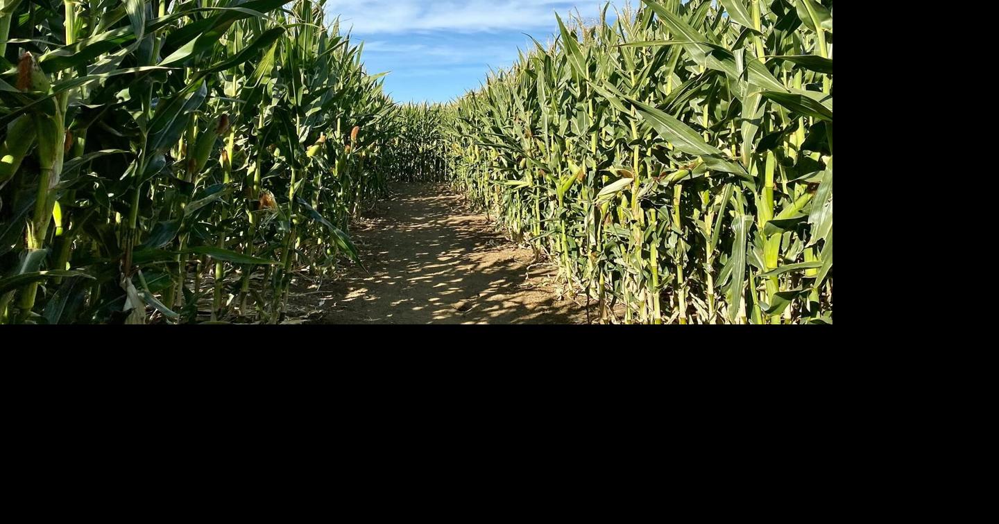 Autumn Valley Farm Corn Maze opens