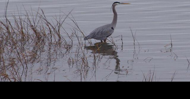 Great Backyard Bird Count this weekend