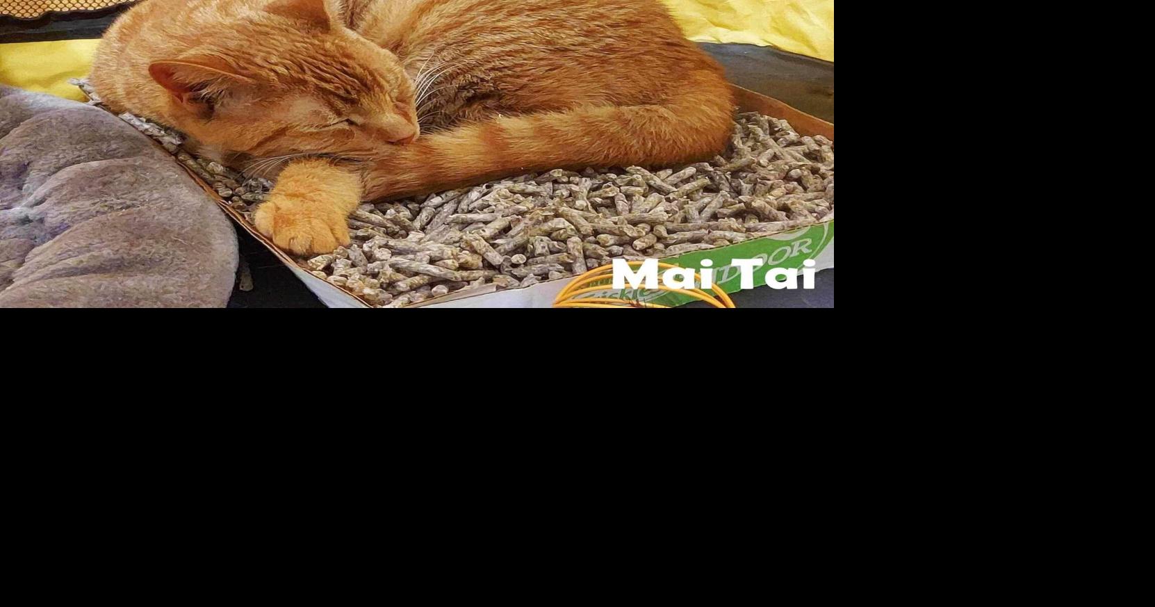 Forgotten Felines for week of March 10, 2024