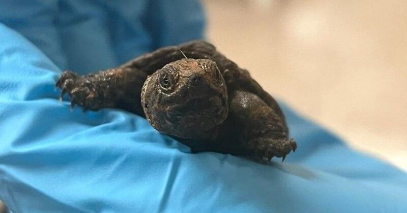 Patient of the Week: hatchling snapping turtle puts on weight, released