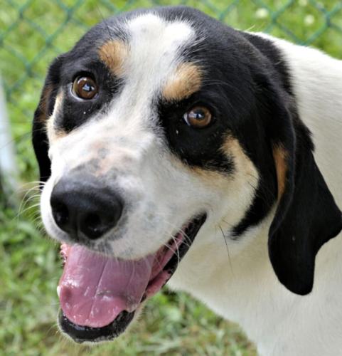DOG OF THE WEEK: Meeyah from the Culpeper County Animal Shelter